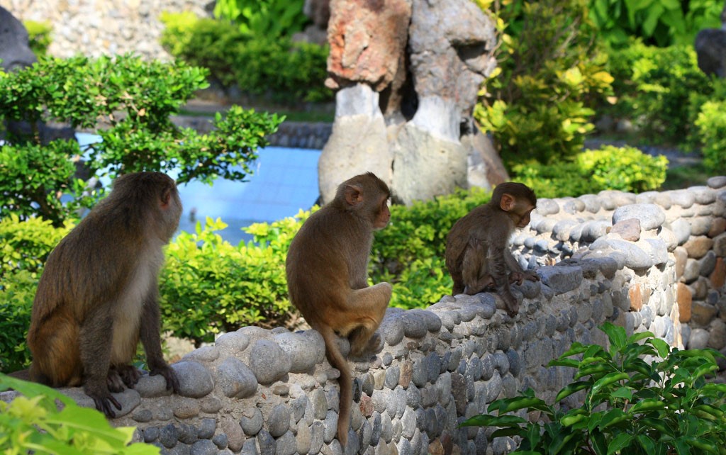 Kinh nghiệm du lịch Hòn Lao Nha Trang - Đảo Khỉ | FOCUS ASIA TRAVEL