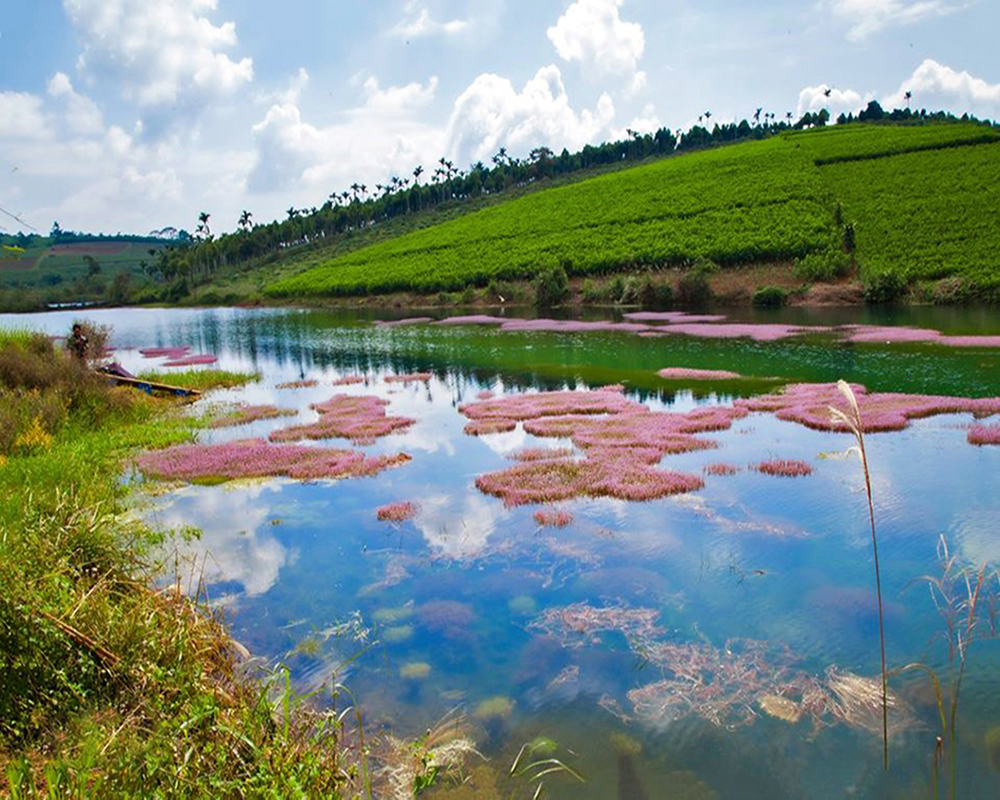Lạc Trôi Giữa Hồ Tảo Hồng Đà Lạt | FOCUS ASIA TRAVEL